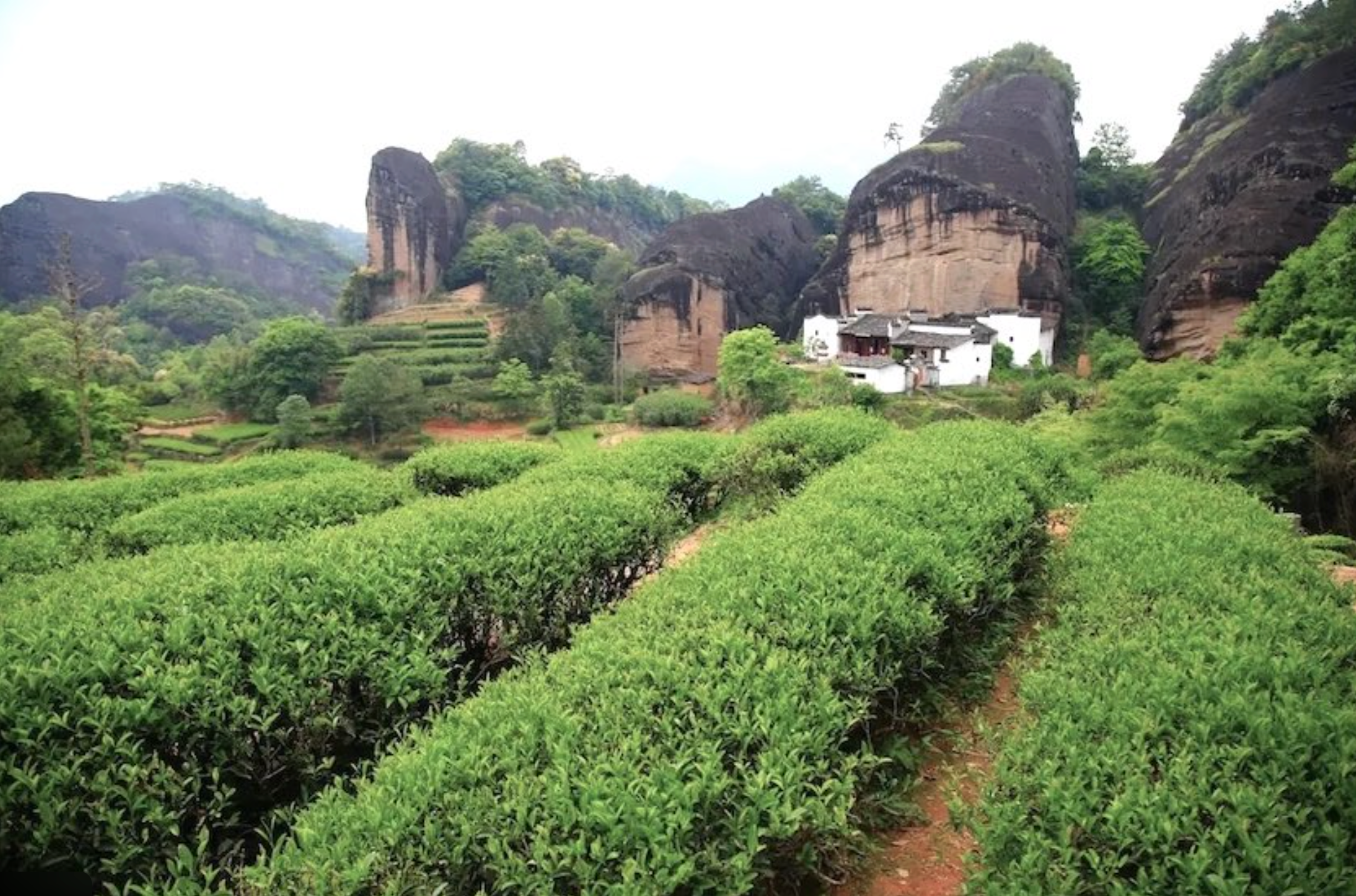 Fujian Black Tea: Exploring China’s Legendary Tea Province – Cushla Tea